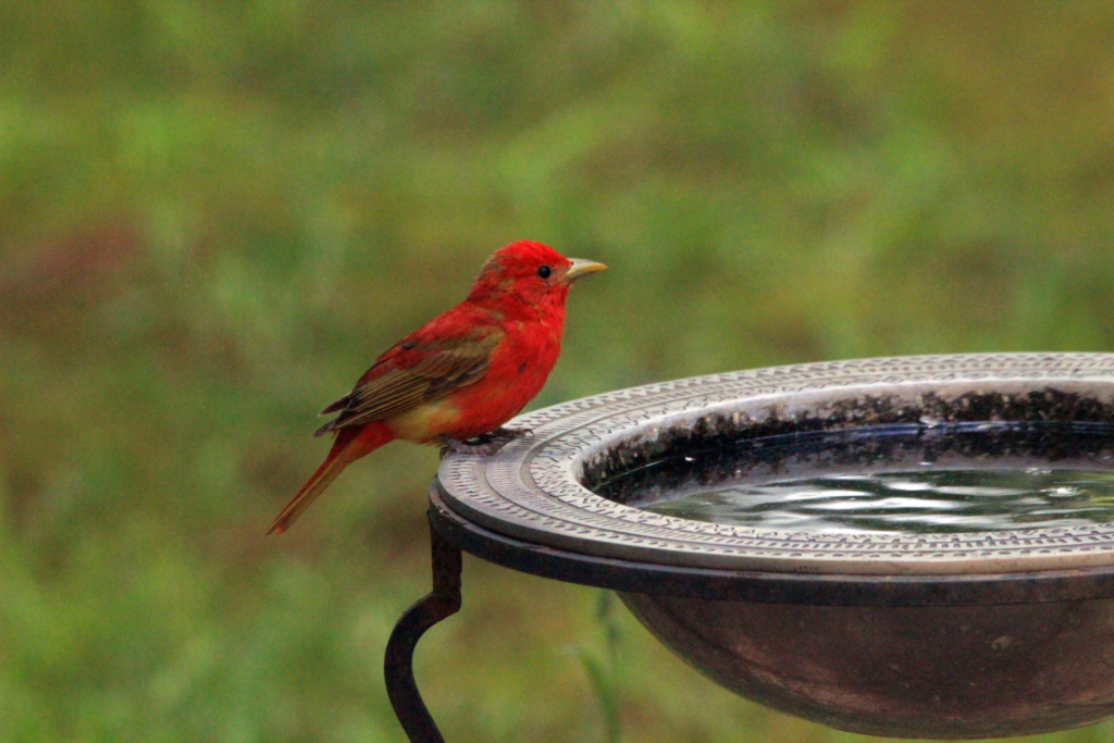 Is Spray Paint Safe For Bird Baths Non Toxic Rustoleum Krylon Picks is-spray-paint-safe-for-bird-baths-non-toxic-rustoleum-krylon-picks